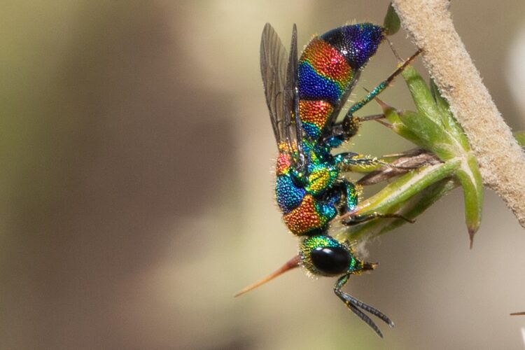 Rainbow Wasps in Renosterveld
