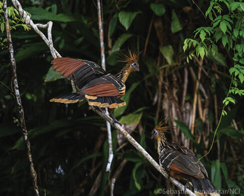 Hoatzin (Opisthocomus hoazin)