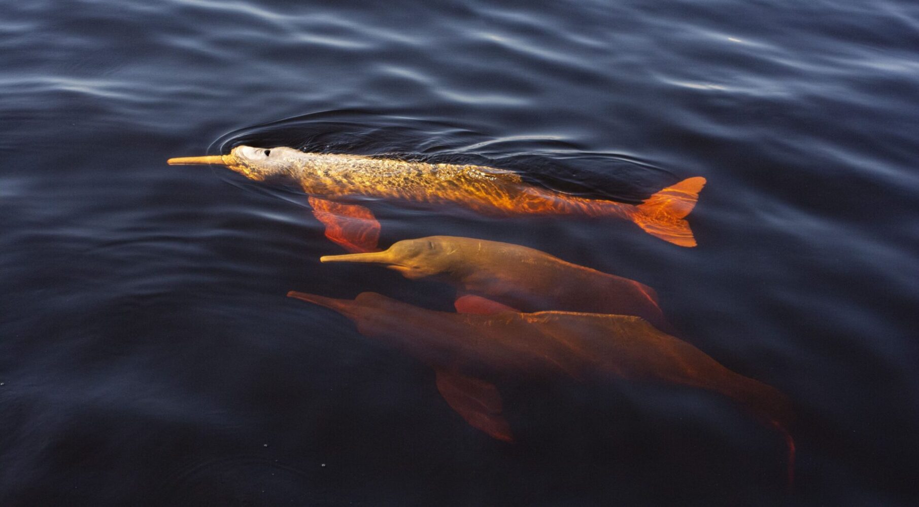 Shapeshifter, Barbie-pink Predator, and Endangered species: the Amazon ...