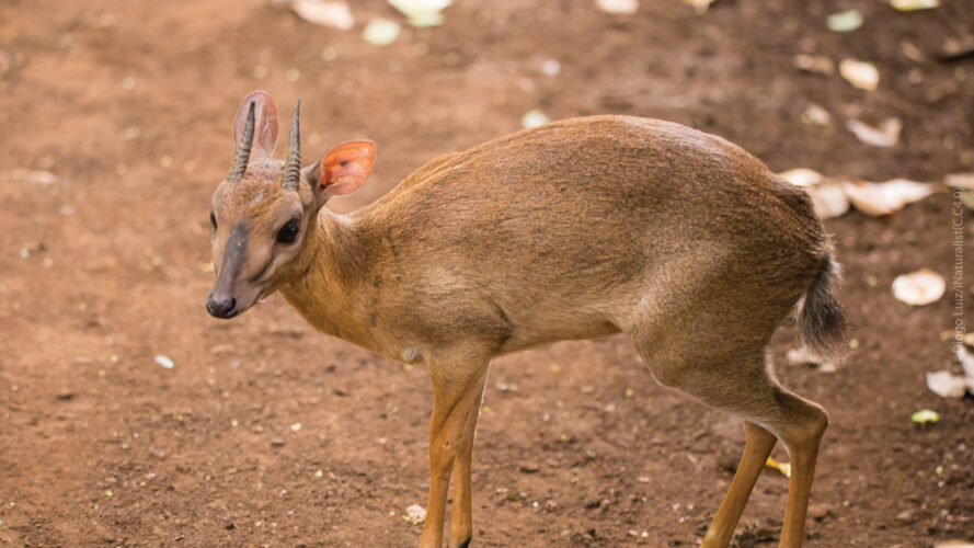Suni-Antelope-banner - World Land Trust